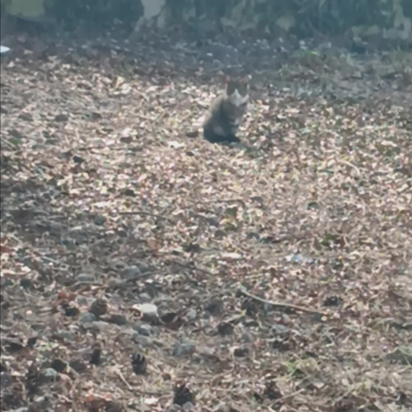 Cute cat.