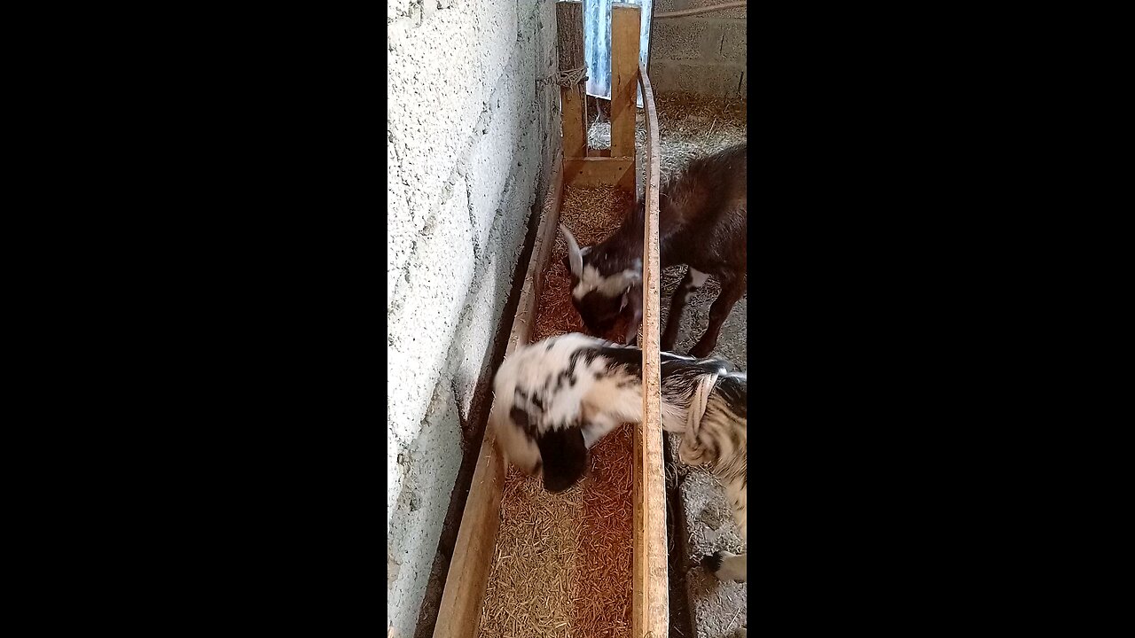 Making Food for Goats | FoodSmall Chicken Farm setup | Petstreet