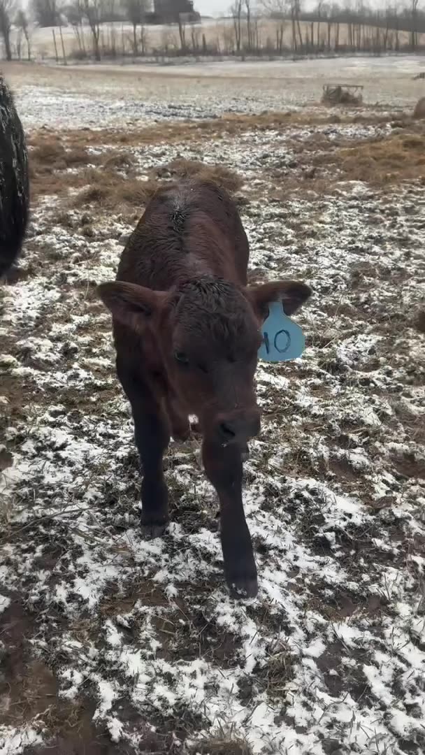 Calving season #farmlife #cattle
