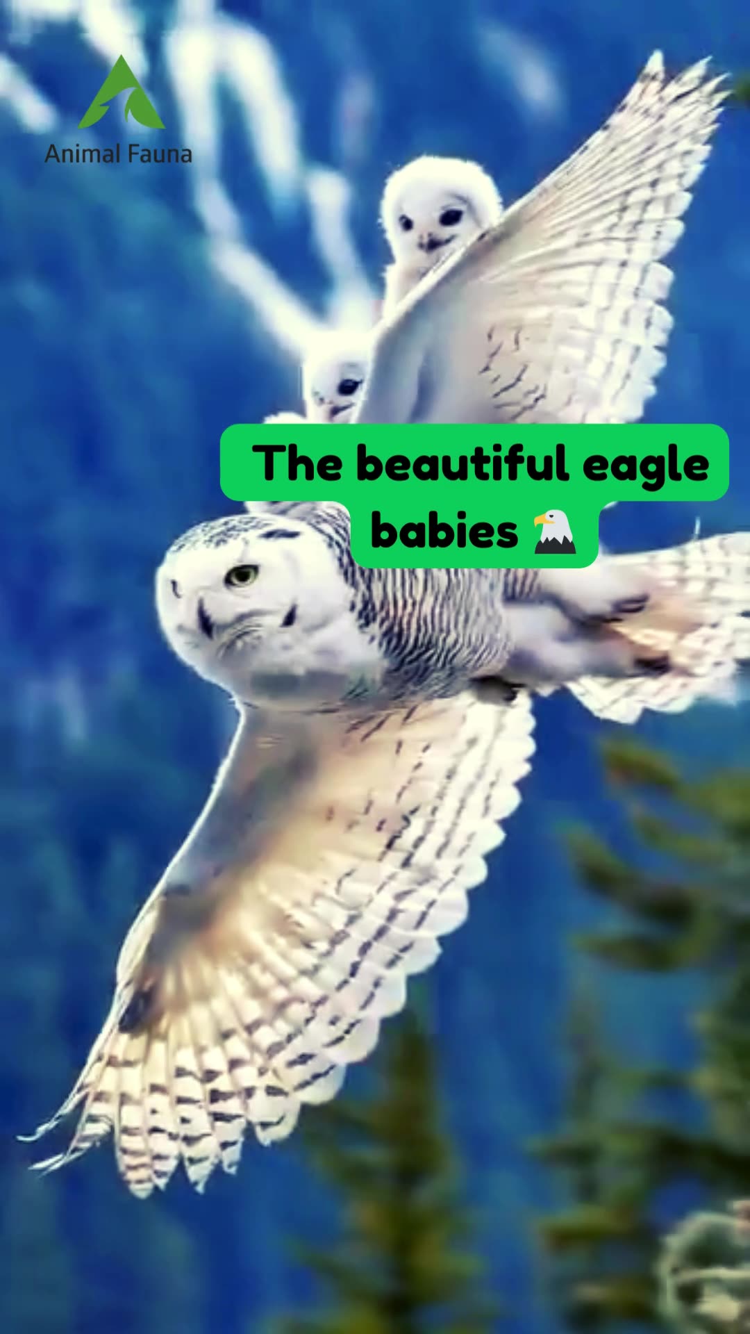 The beautiful eagle babies 🦅-