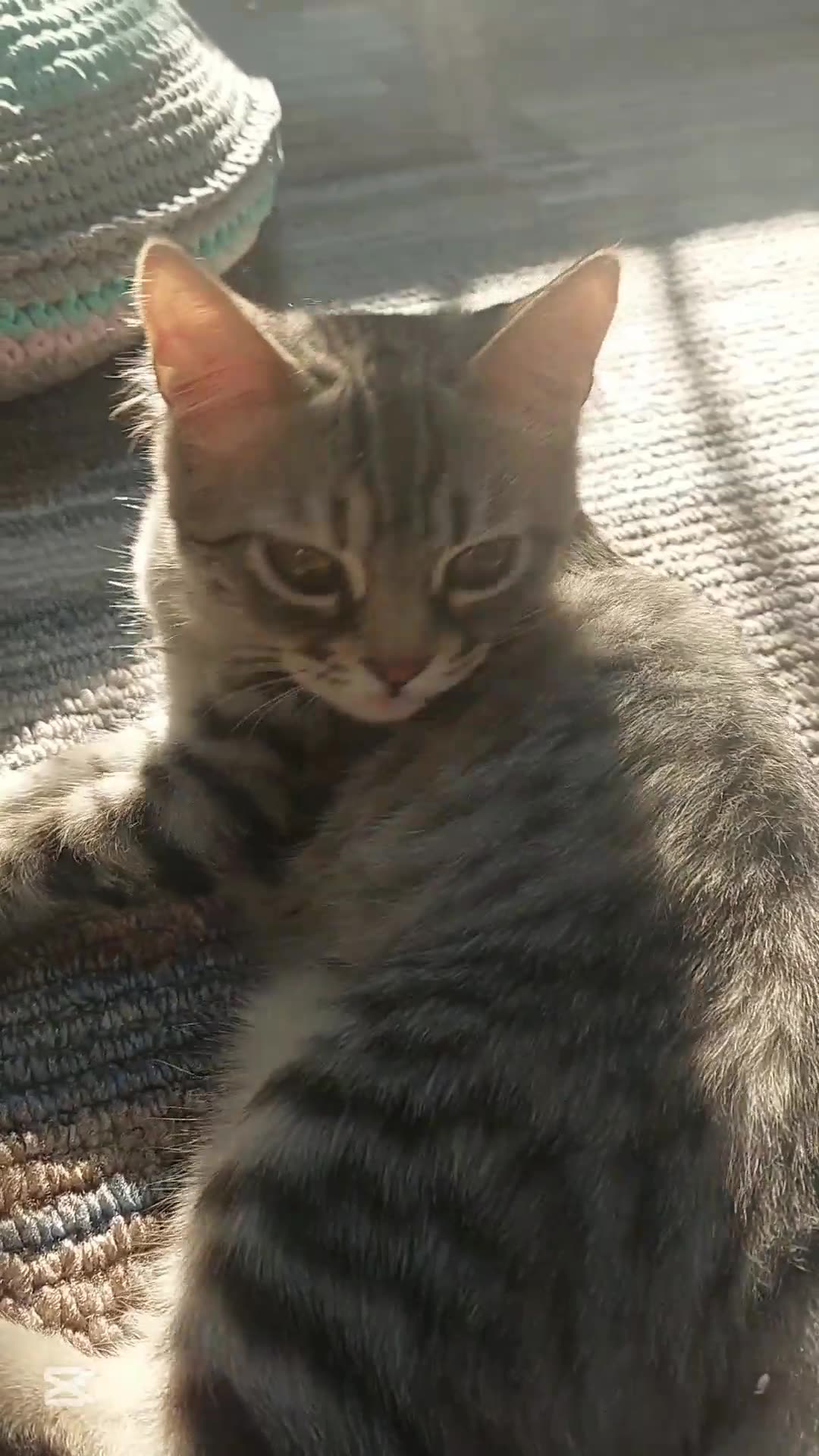 Cat video