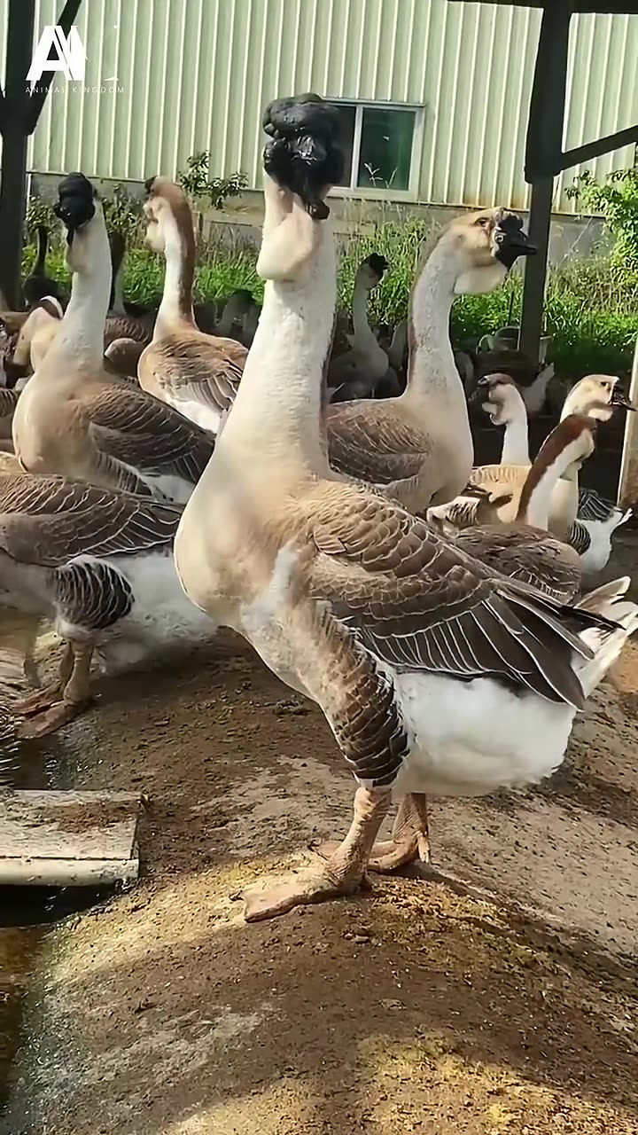 Before After Animals Growing Up. Animal Transformation Amazing