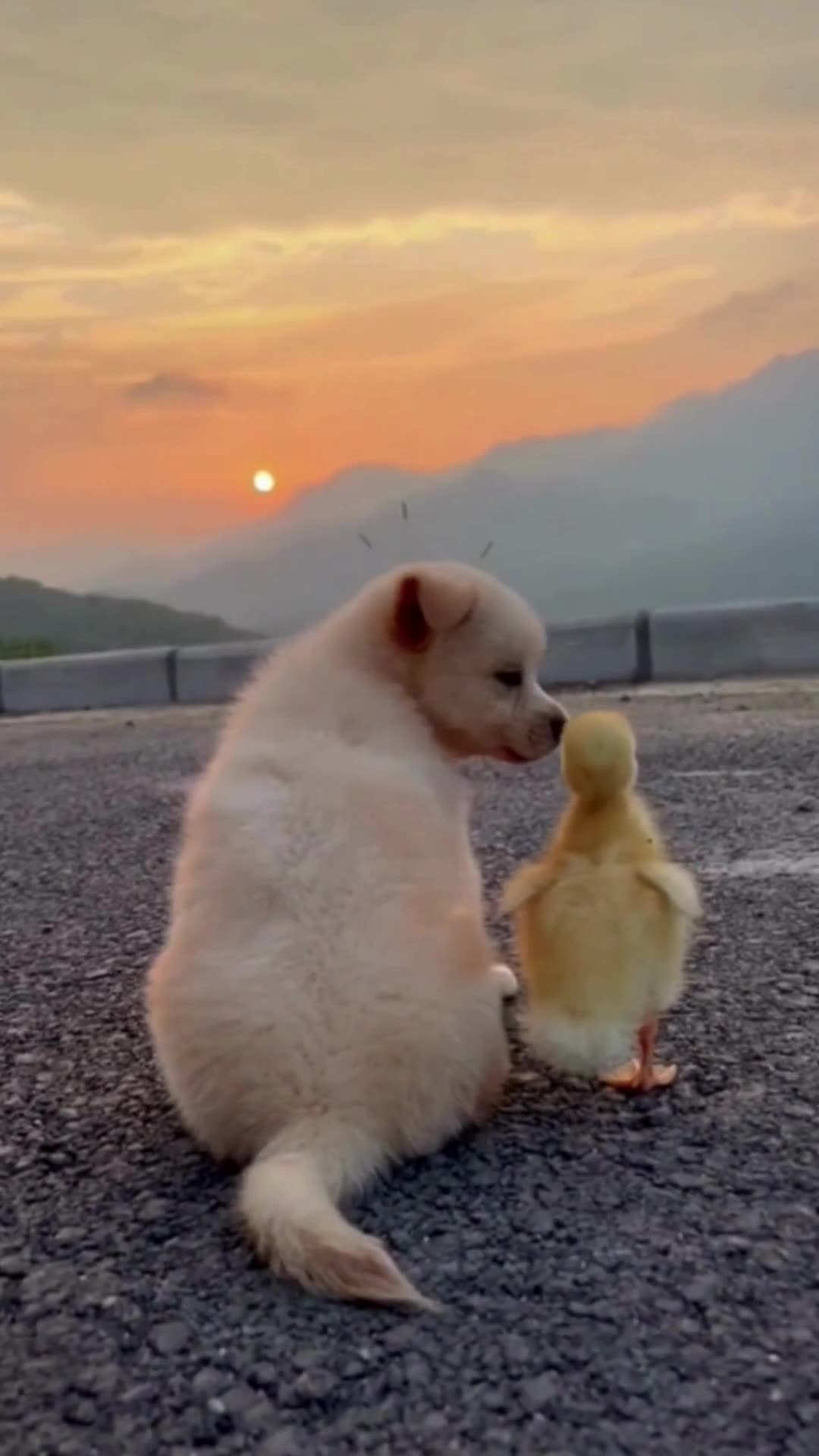 Adorable Dog Rescue: Meet Dack's Heartwarming Journey!