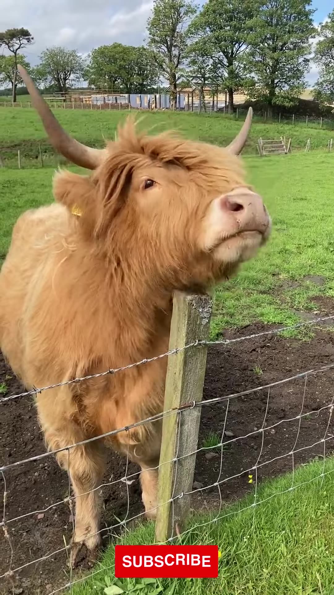 Funny Animal moments!🐄🤪 When you just can't reach that itch…