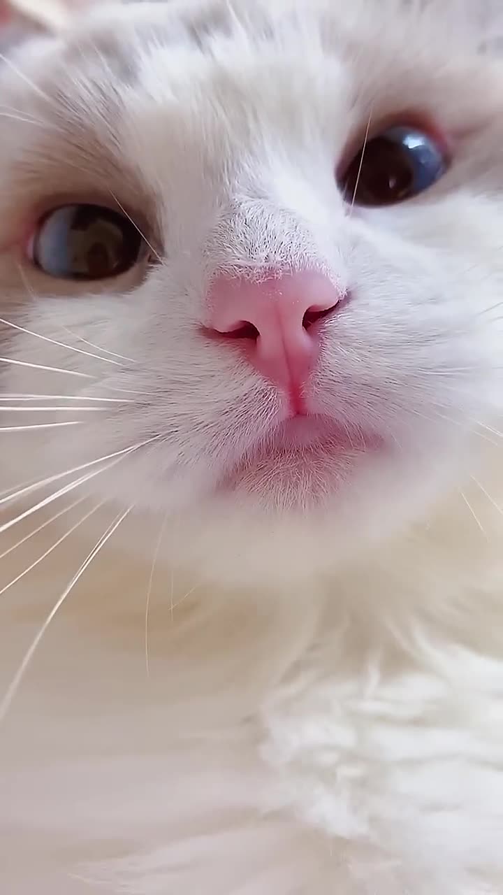 Cute cat viral meow ️😂