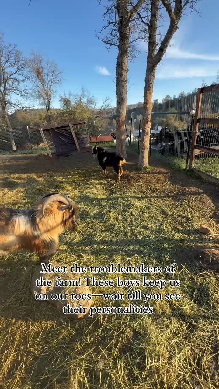 Most avoid male goats due to their smell—but they might be the game ...