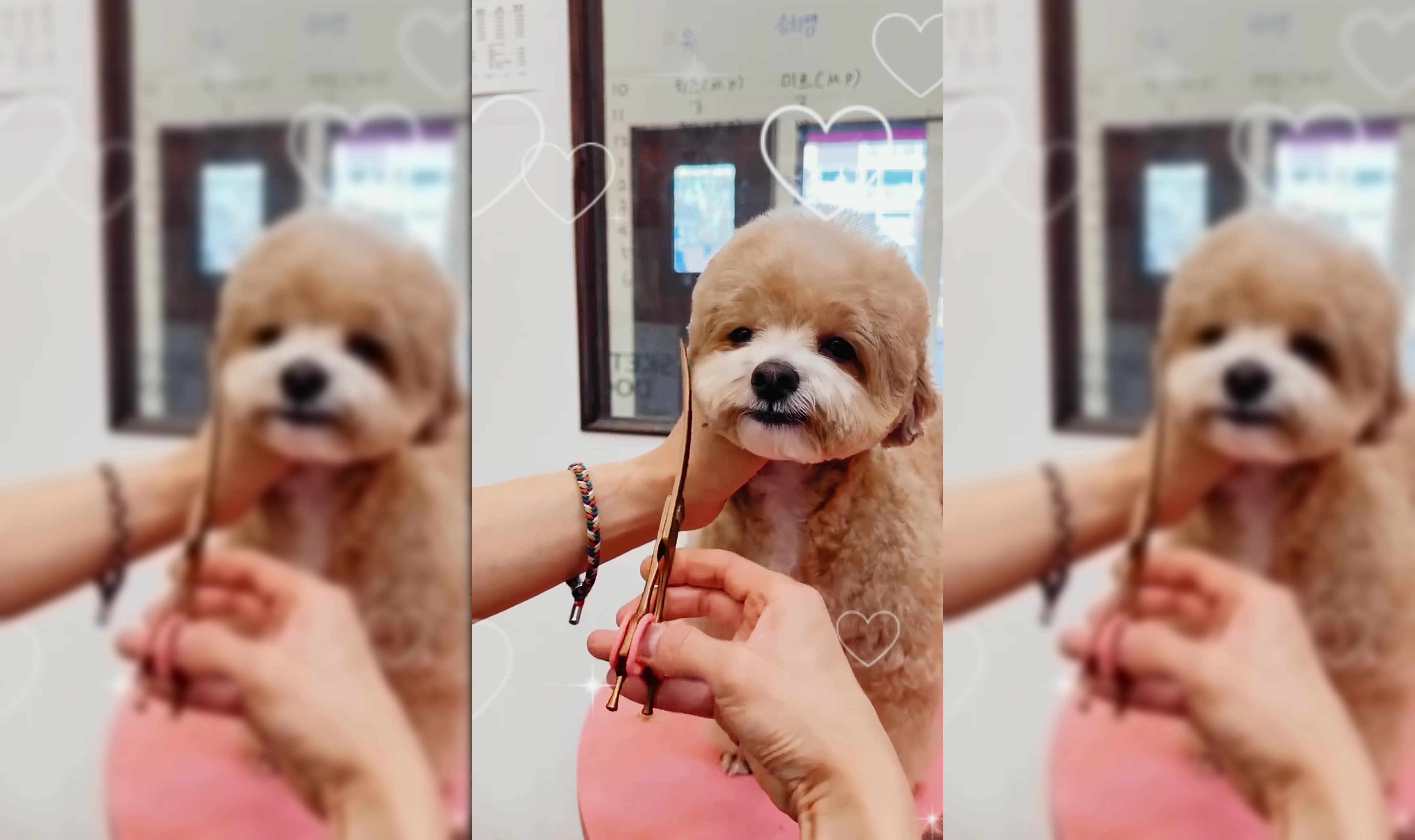 Adorable Puppy Gets a Makeover!