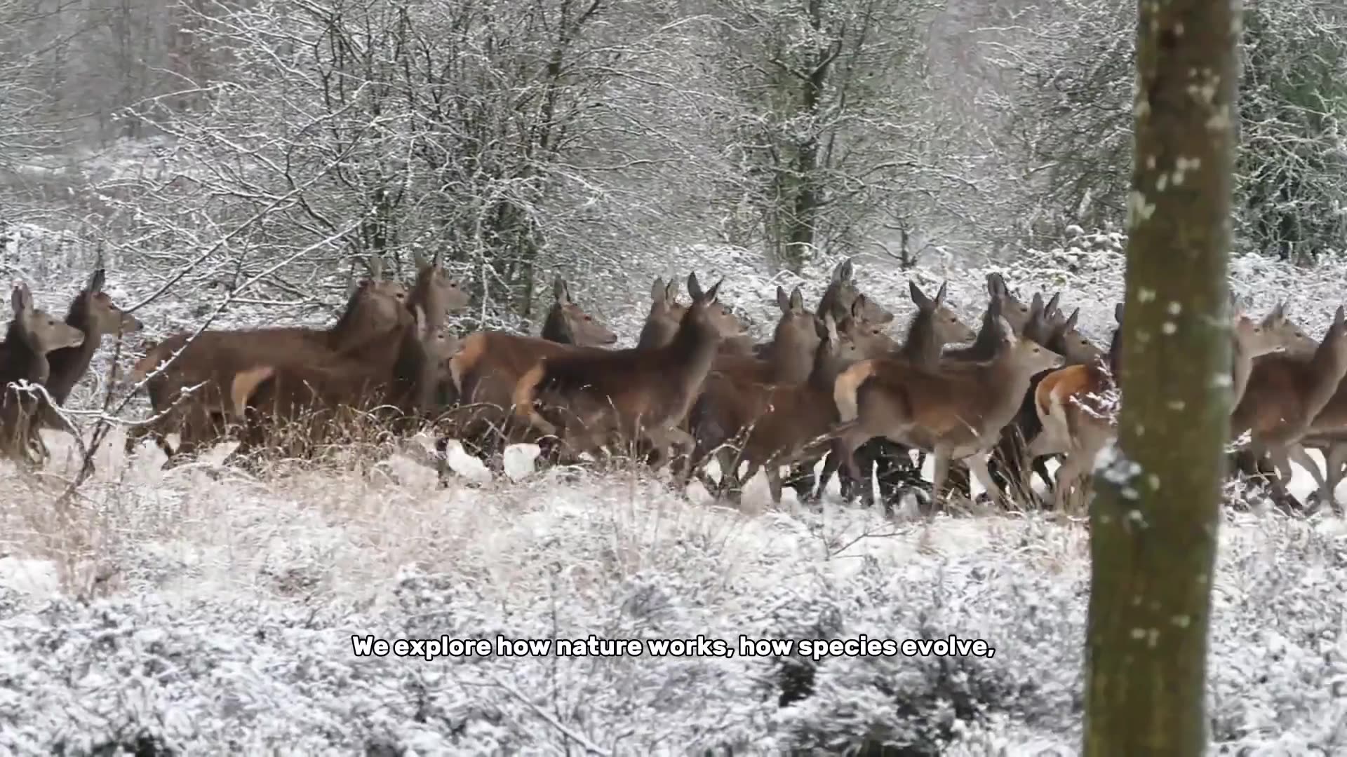 Welcome to Animorph Hybrid Kingdom! | Discover Real Animals & Wild Hybrids