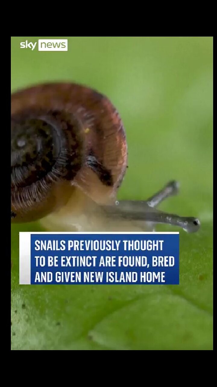 SNAIL COMEBACK: SPECIES REVIVED AFTER 100 YEARS