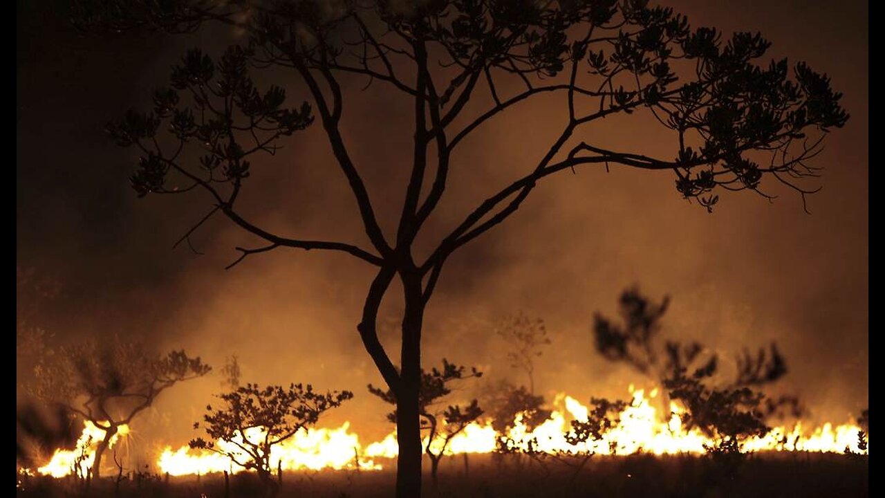 AP Trump's DEI Cuts Are Killing Trees in New Orleans' Poorest Neighborhoods