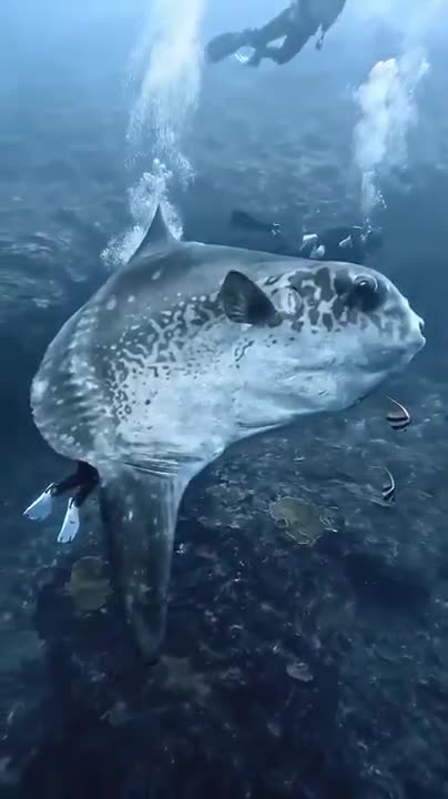 Look at the size of the Ocean Sunfish, one of the largest bony fish in ...