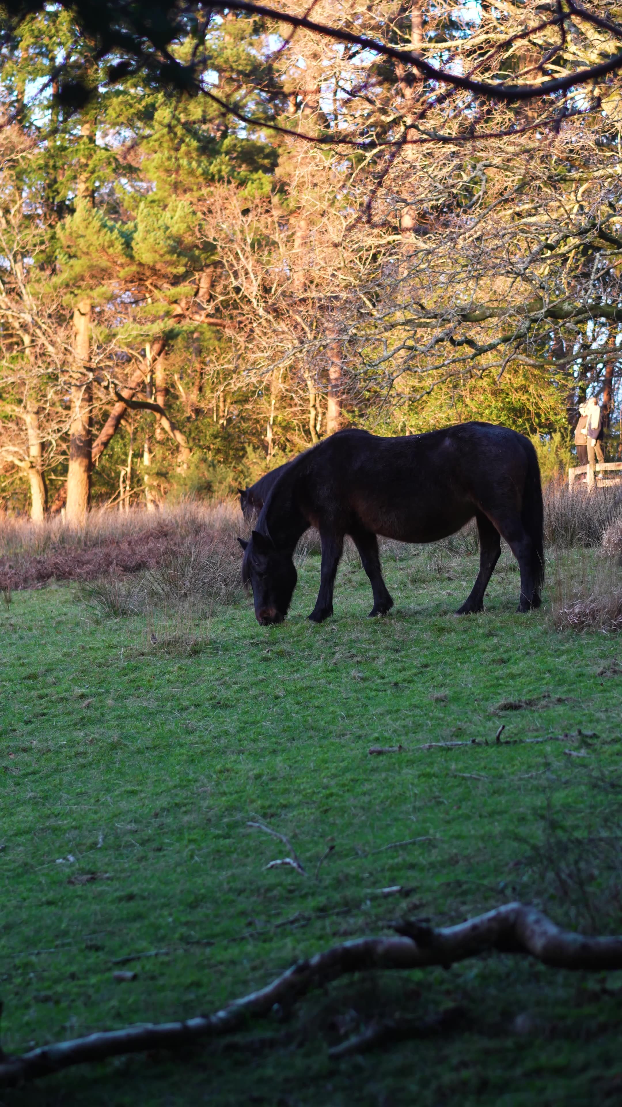 New Forest Animals, Hampshire