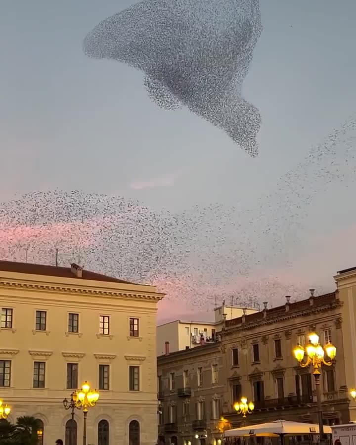 MAN CAPTURES STUNNING PHENOMENON KNOWN AS 'MURMURATION' IN ITALY