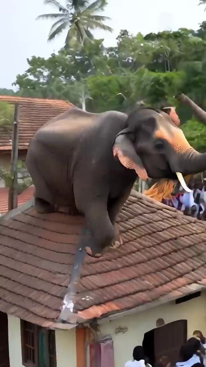 An elephant climbed onto the roof of the house _animals _shorts(720P_HD)