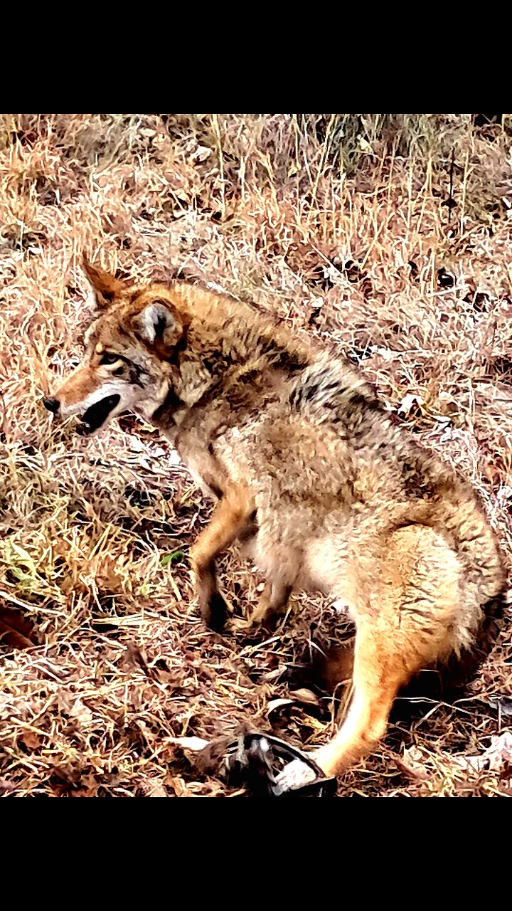 Mastering the Art of Trapping: MB 550 Traps for Coyotes