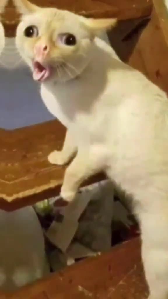 Funny Cat Video 37 - my very cute cat