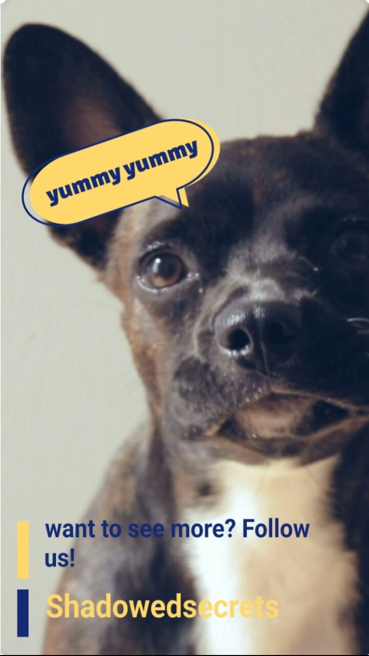 Dancing Dogs that Will Melt Your Heart : Canine Choreography! # ...