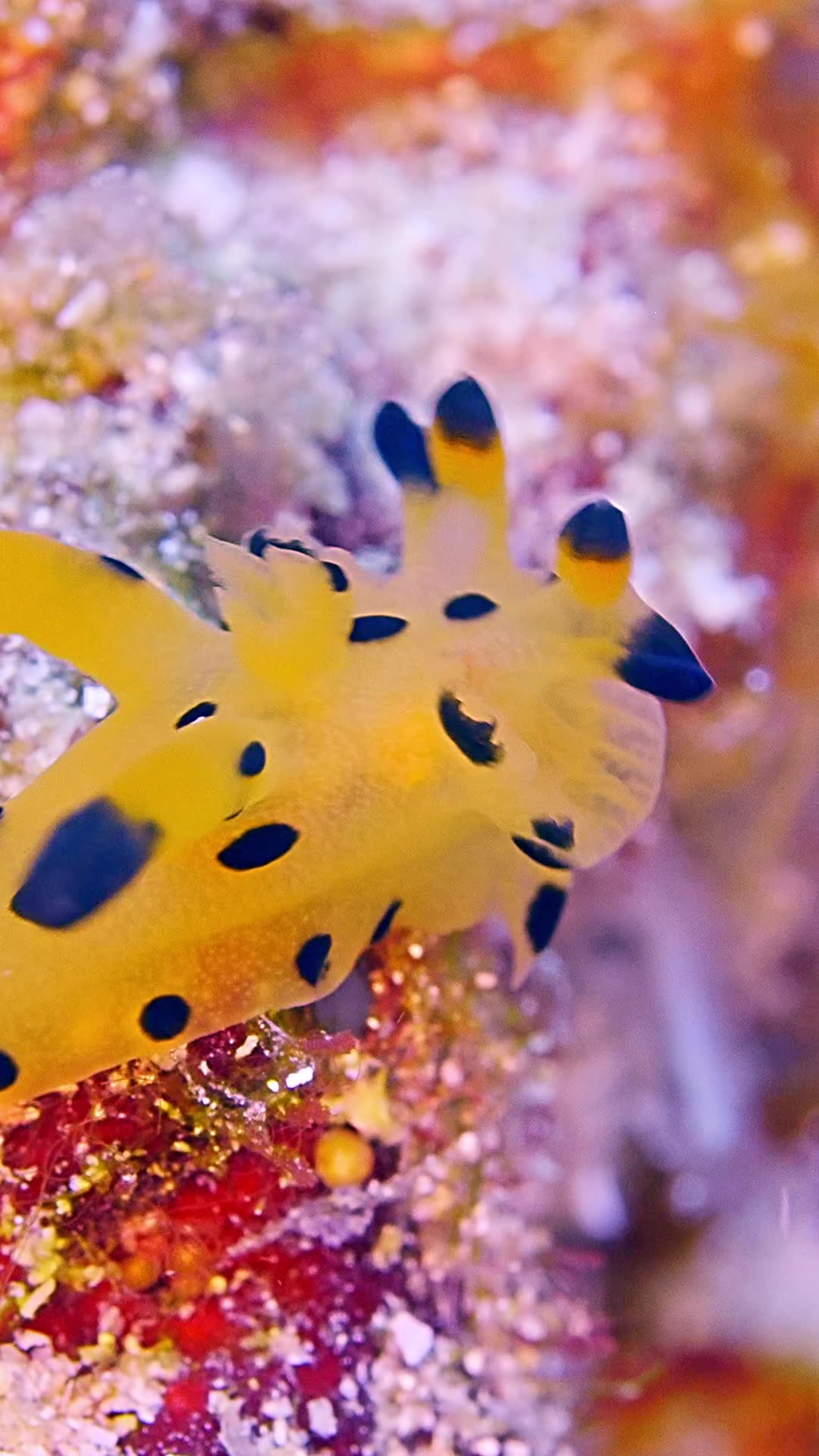 Spotted Yellow Sea Slug Looks Like a Cartoon Character