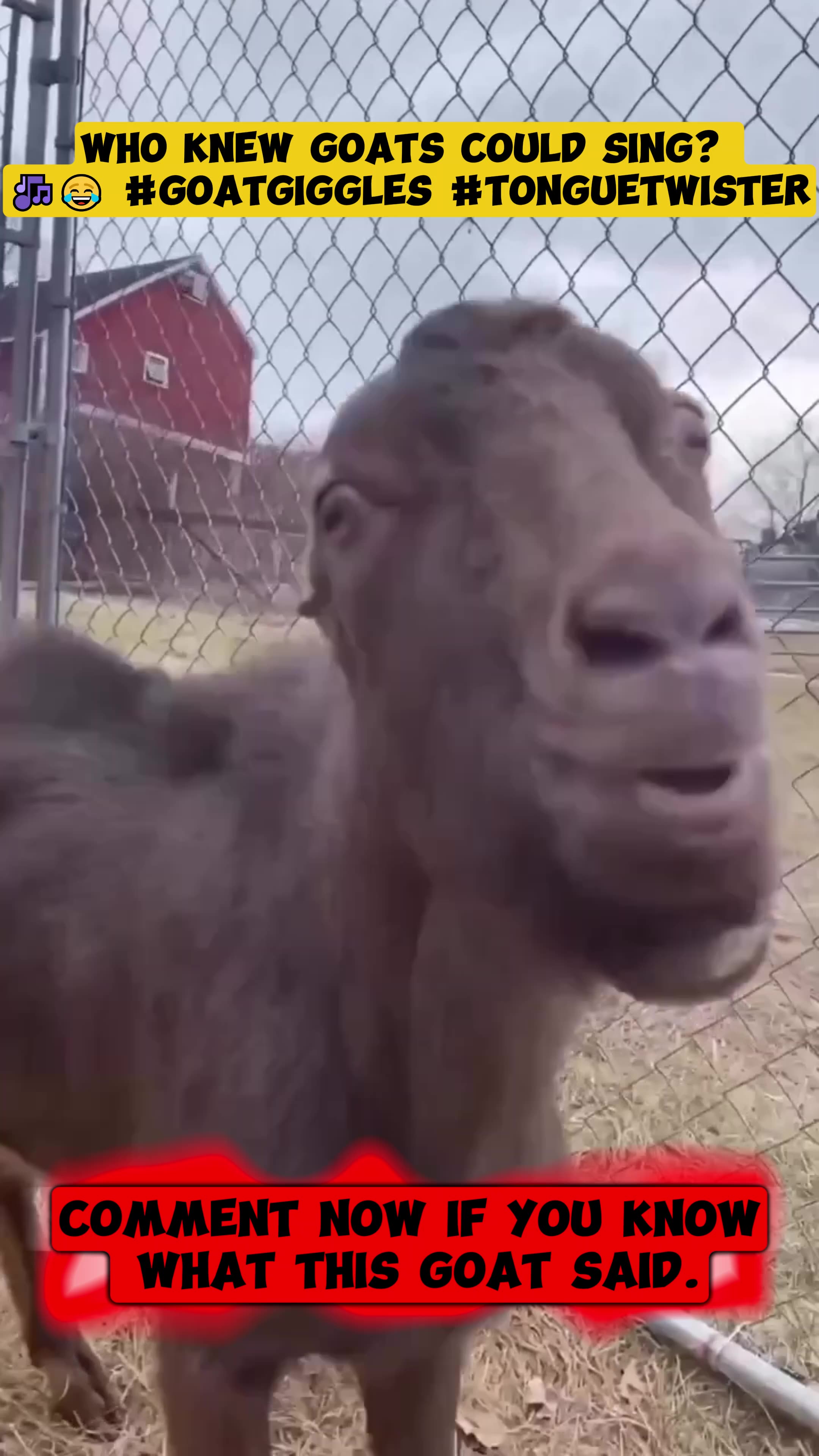 Who Knew Goats Could Sing | Funny Animal Behaviors