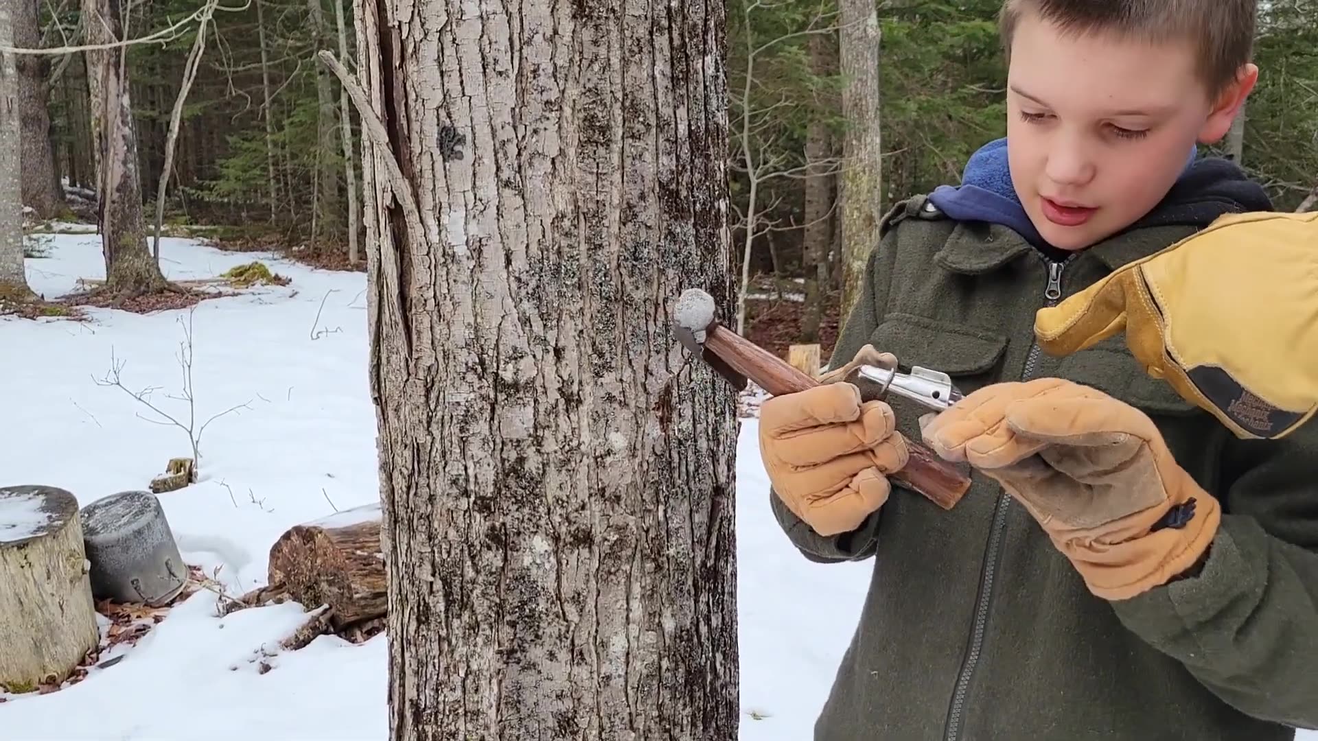 Tapping Maple Trees in Maine: Liquid Gold From the Forest!