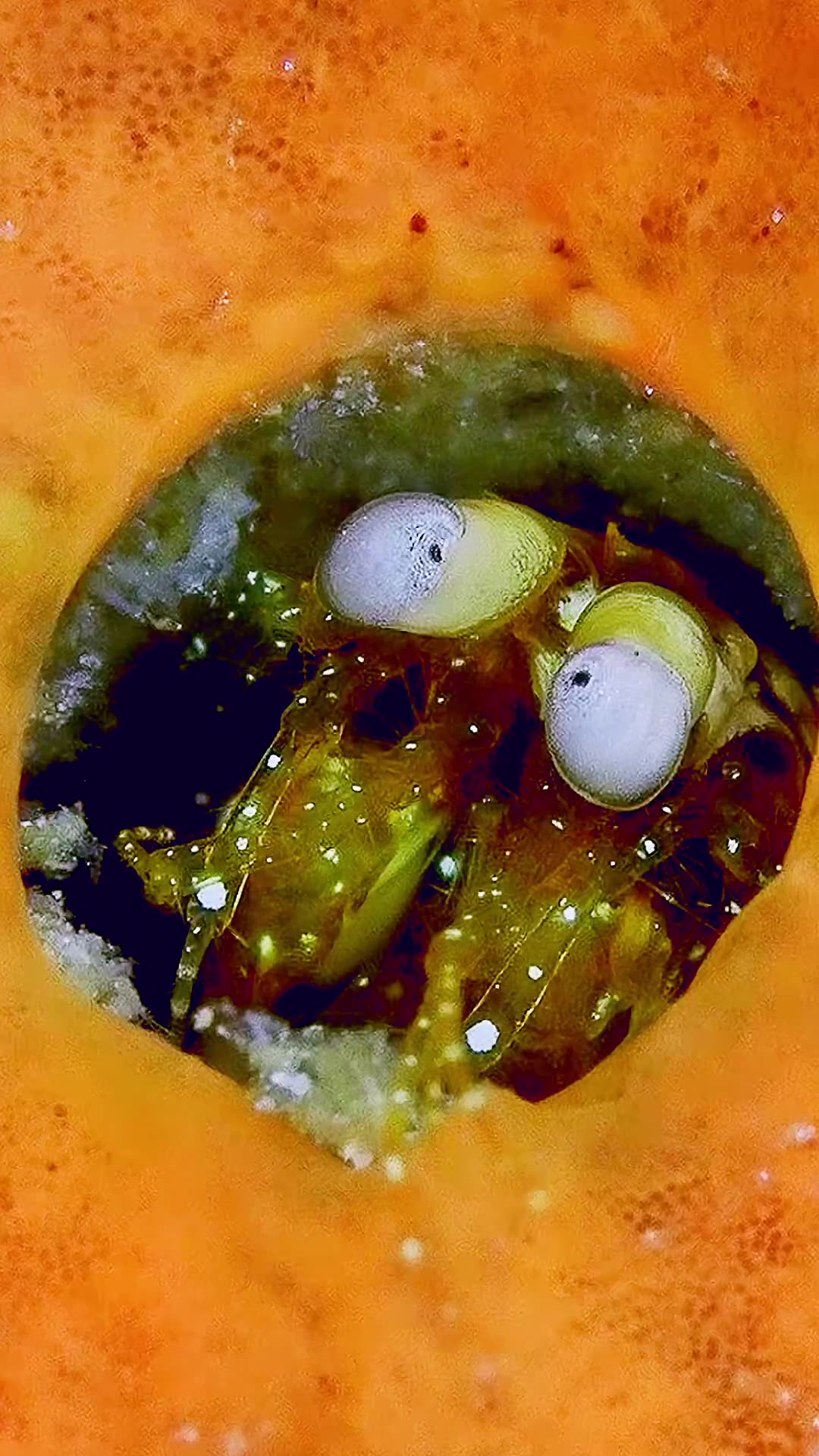 Small Creature on the Look Out