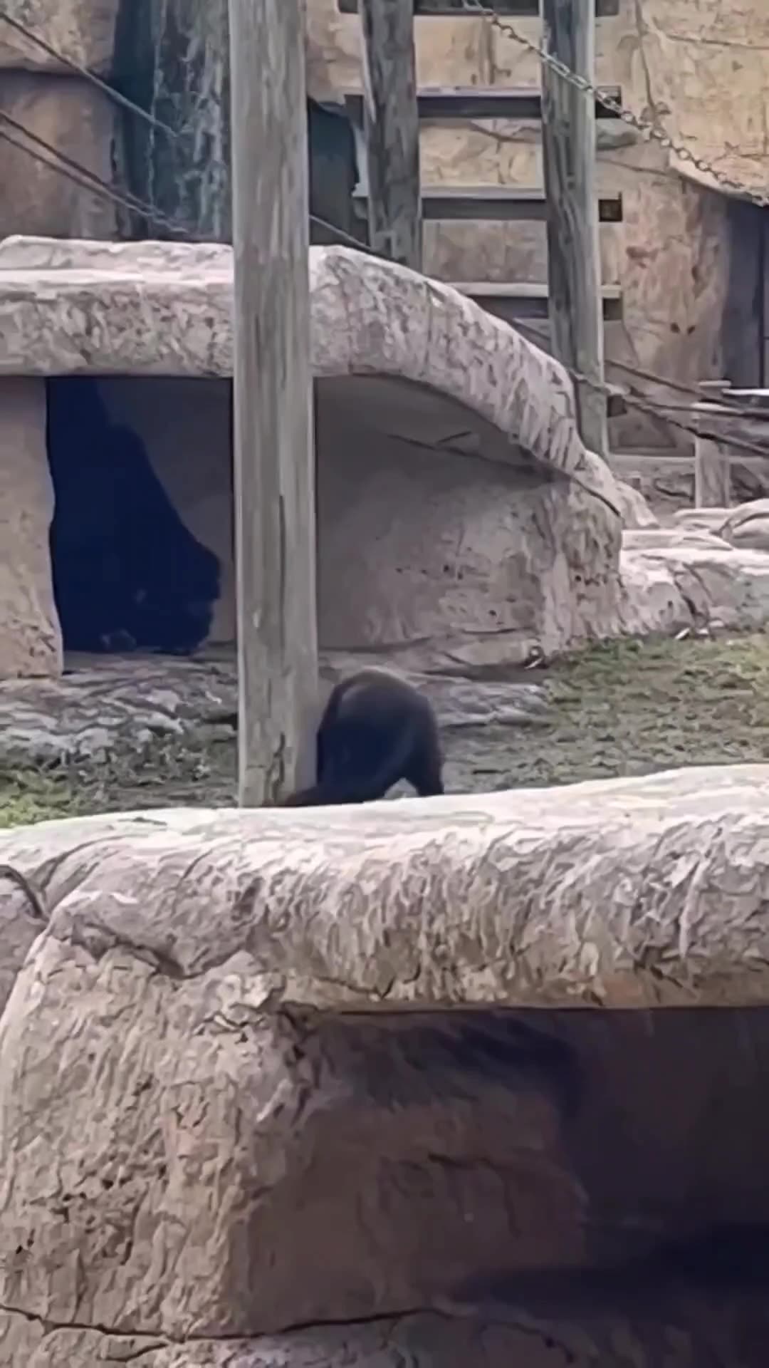 Title: Hilarious Animal Fails & Funny Moments Compilation!