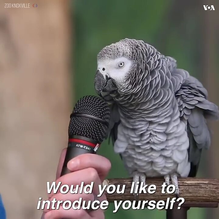 Talking Parrot