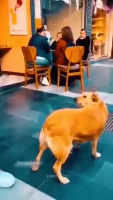 Pawsitively Hilarious! 🤣 Ultimate Funny Dog Fails & Pranks Compilation ...