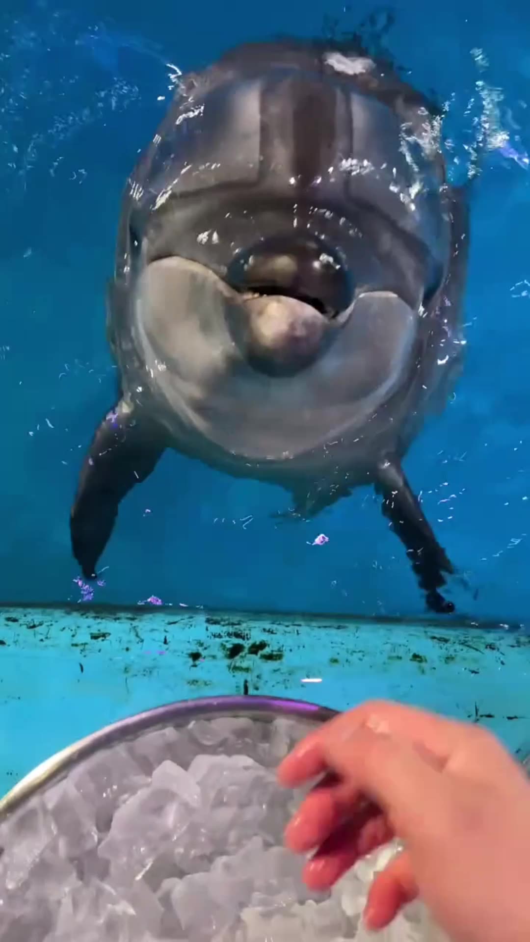 Amazing Video Dolphin Eating Ice And Fish || Cute Dolphin Eating Ice ...