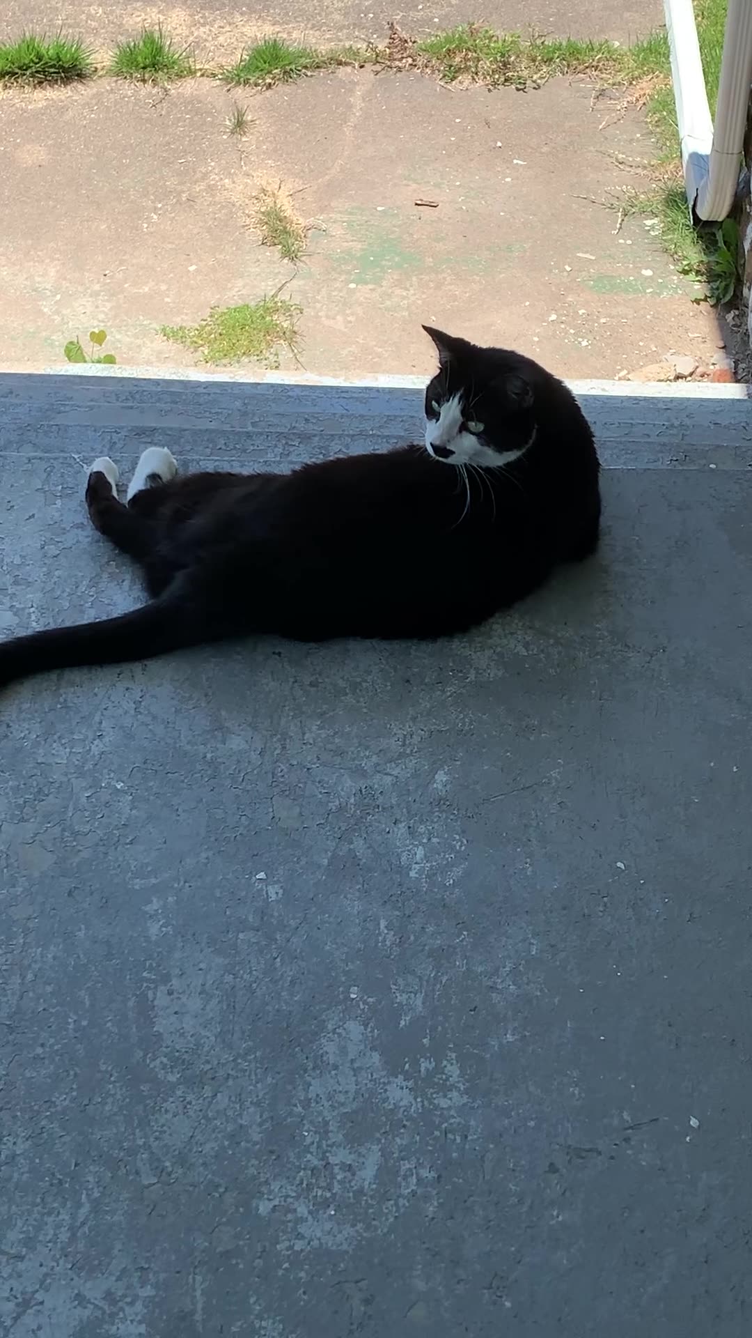 "Meet Queen Bell: The Adorable Cat Living Life Like Royalty!"