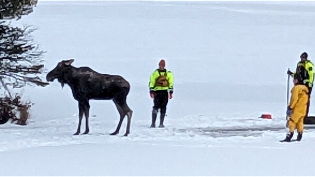 First responders saved a moose that fell through lake ice in New York