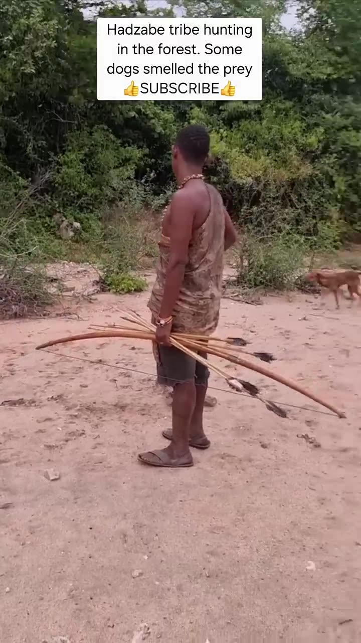 Hadzabe tribe hunting in the forest. Some dogs smelled the prey# ...