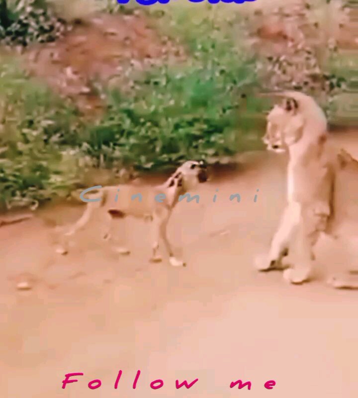dogvs lion Viral viralhuskey Dogs & Puppies viral videos funny videos funny dogs funny pets