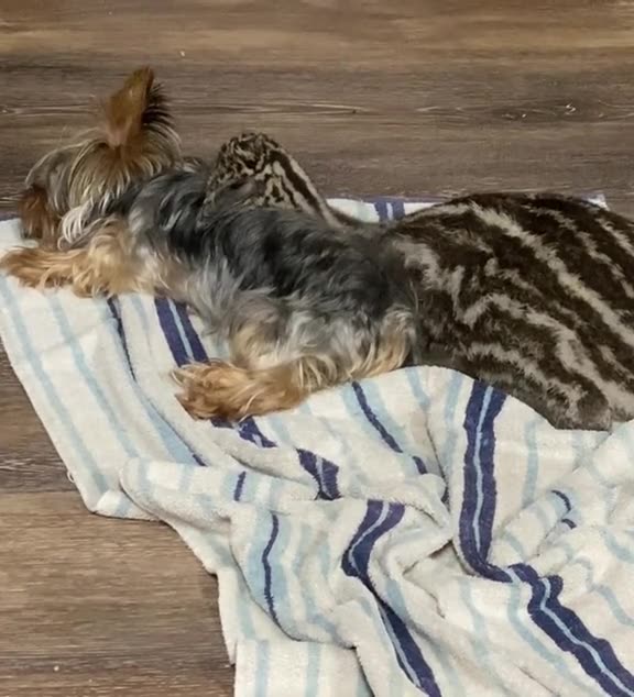 Baby Emu Cuddles With Yorkie