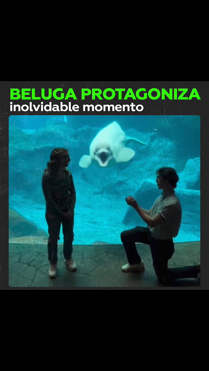 Beluga participa en inolvidable propuesta de matrimonio