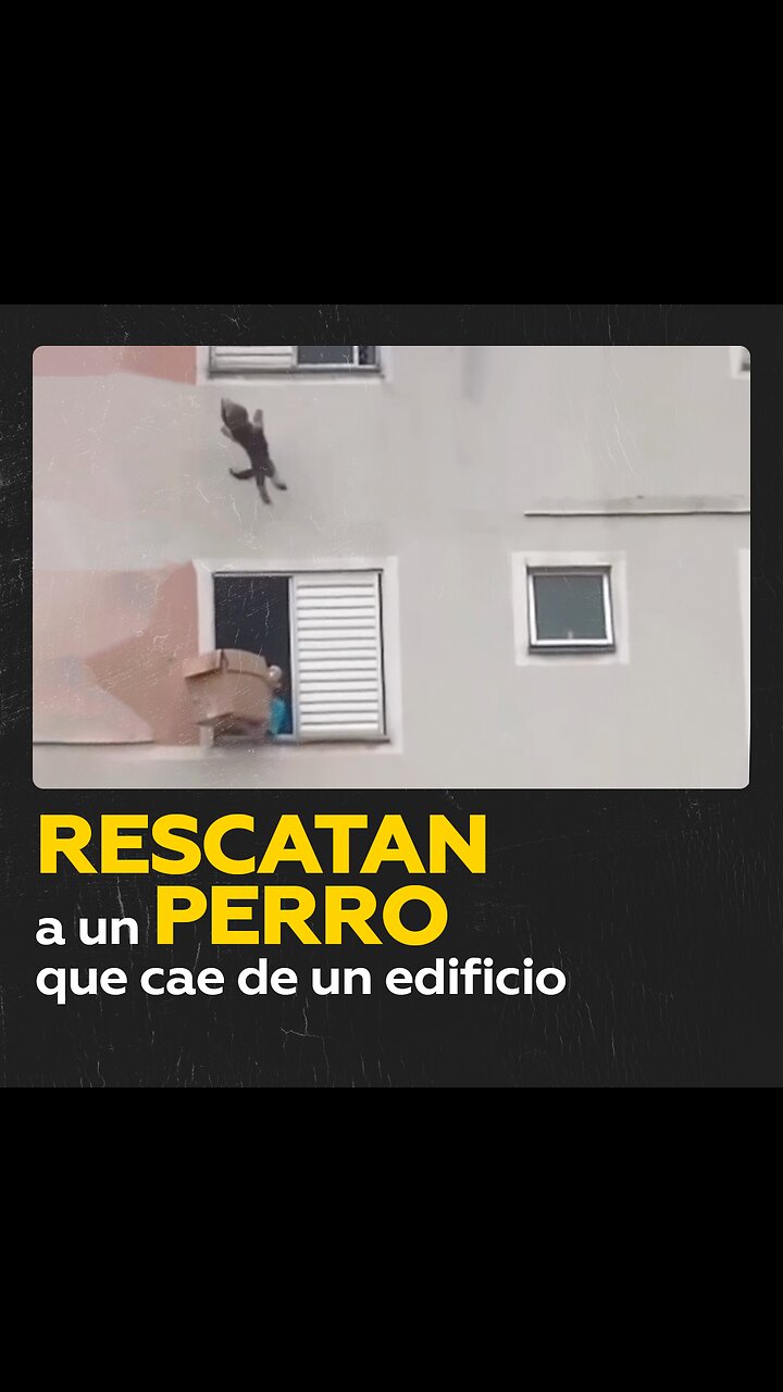 Mujer rescata a un perro colgado de una ventana