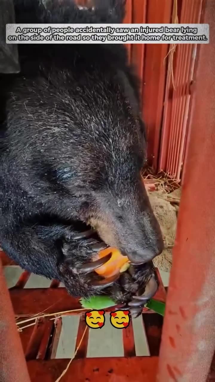 Rescue a poor bear…