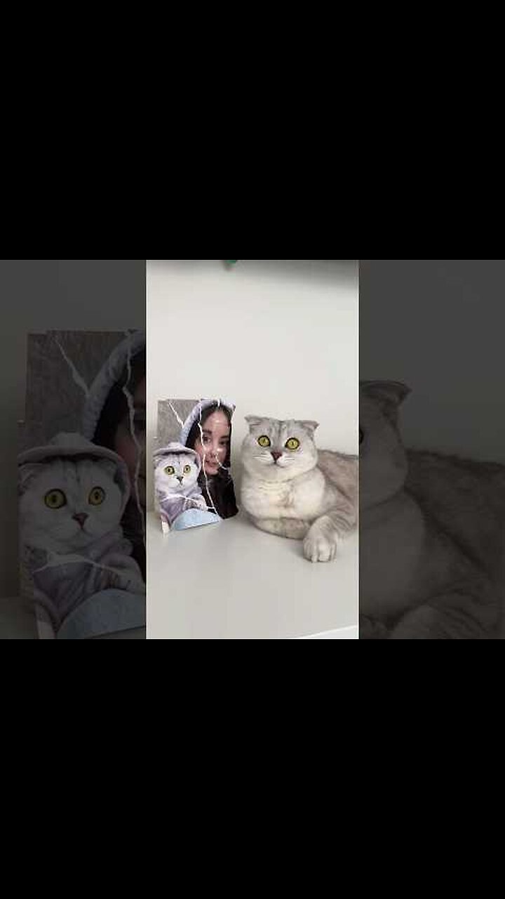 🥲 #cat #cats