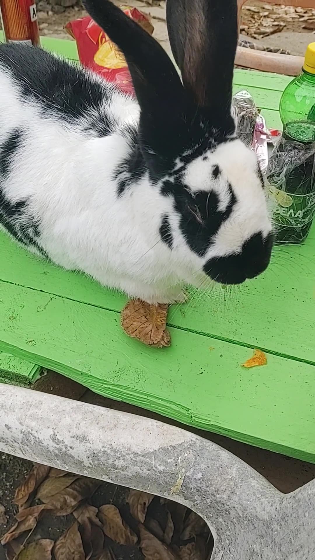 "Chips and Thirst: A Rabbit's Snack Time Adventure"