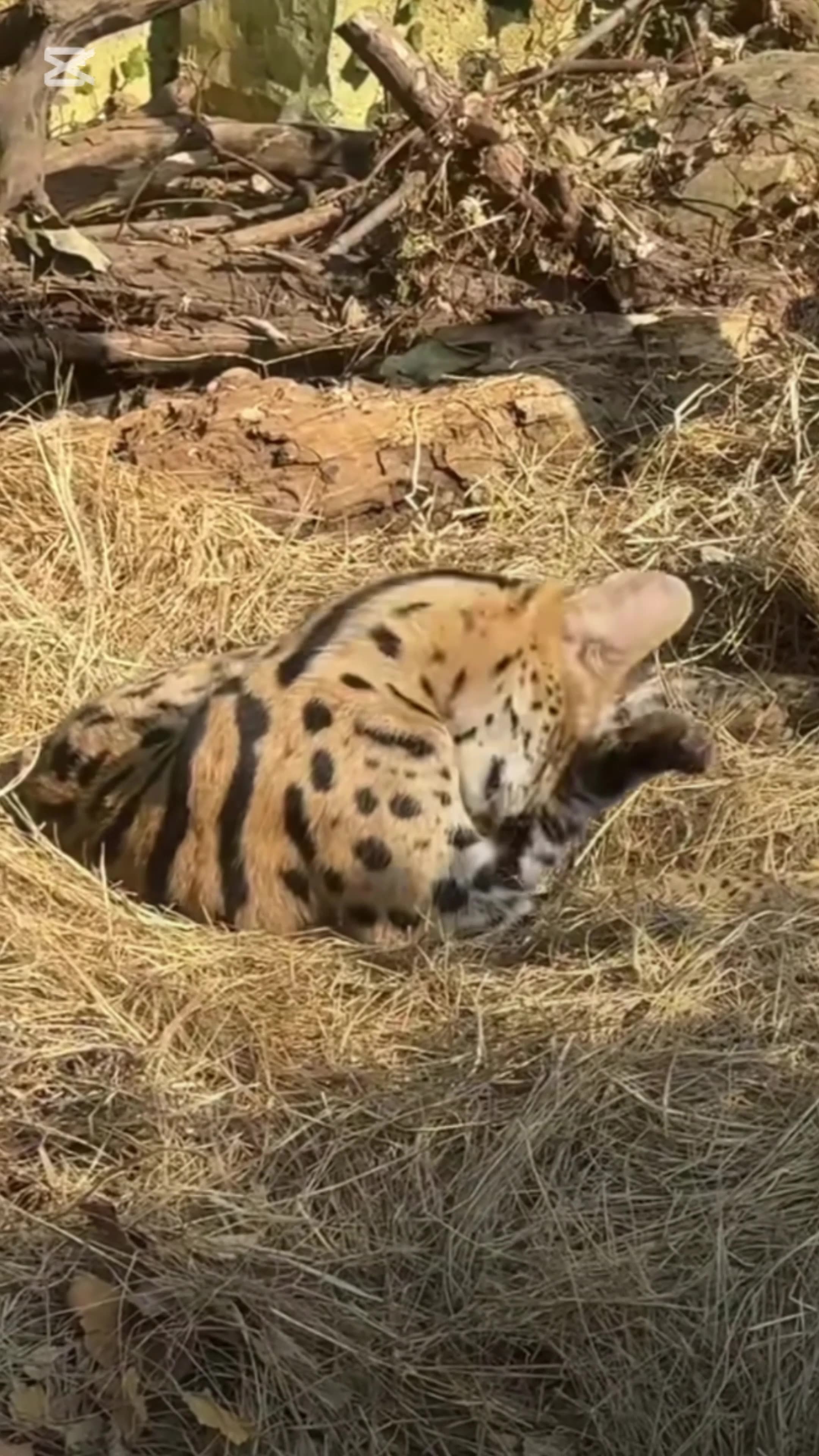 El Serval, el Elegante Cazador de la Sabana”