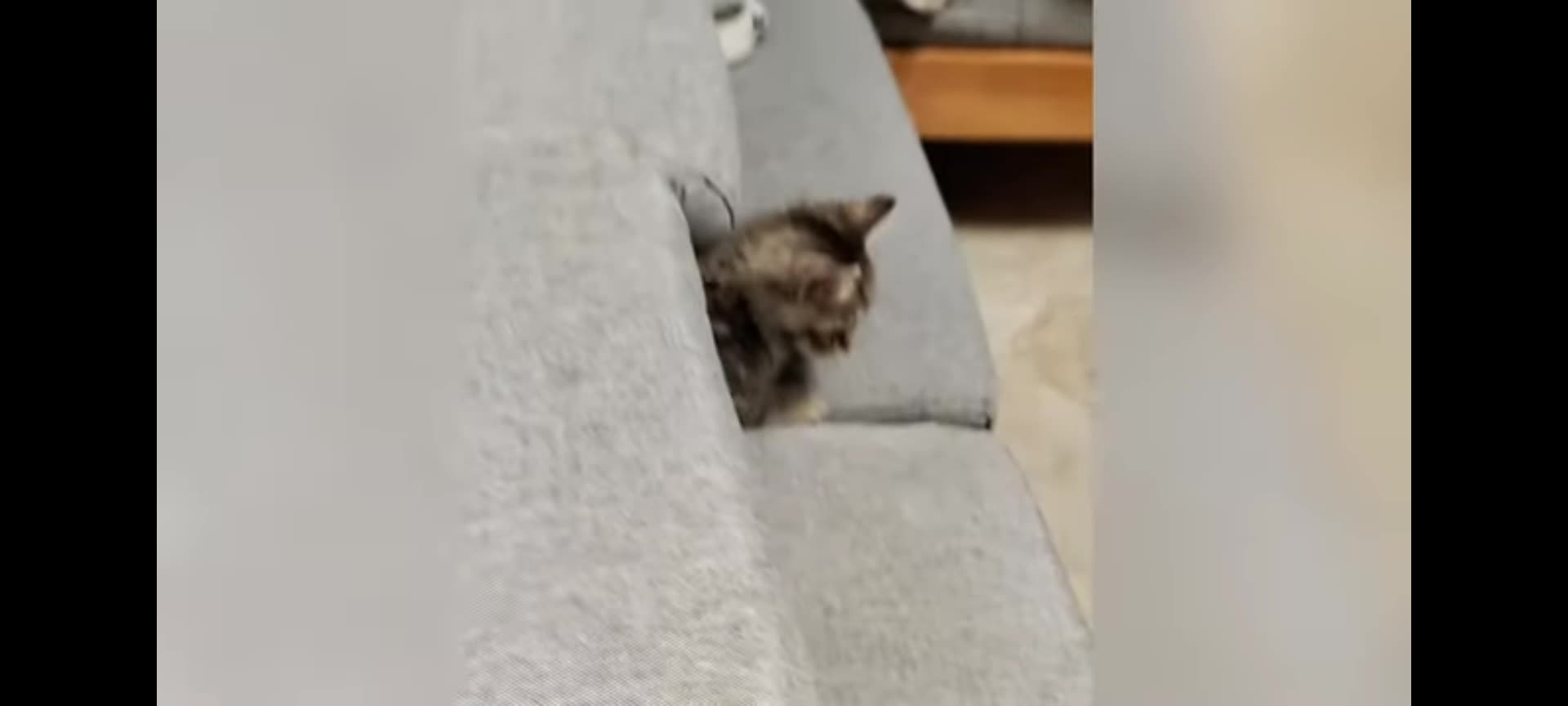 Cat very nice fanny video