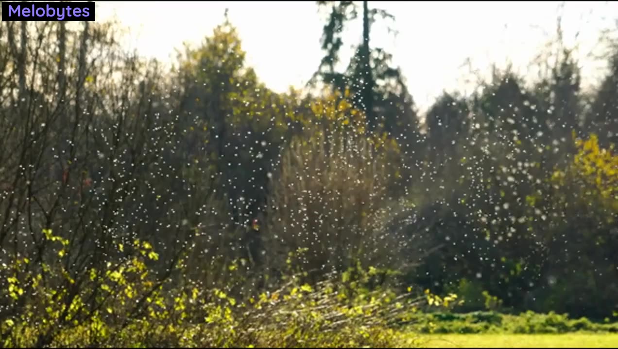 Wignats