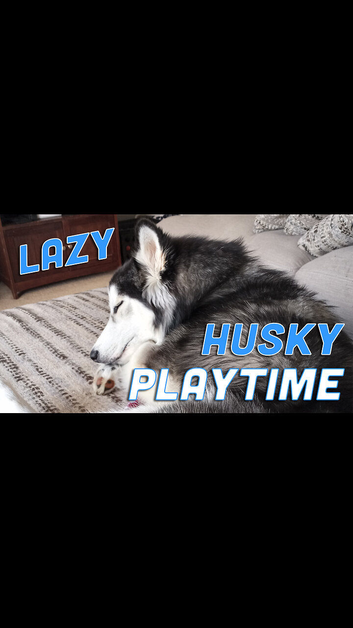 Playtime or Naptime? Huskies Titan & Timber’s Lazy Playtime - Cute ...