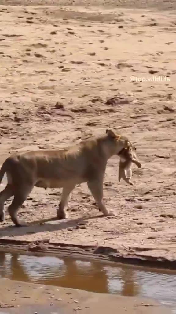 Rare White Lion Cub Spotted with Lioness – A Once-in-a-Lifetime Sight!