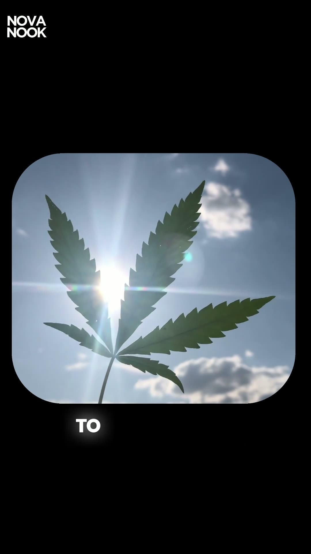 "Shocking NASA Discovery: How Caffeine Chaos Beats Marijuana in Spider ...