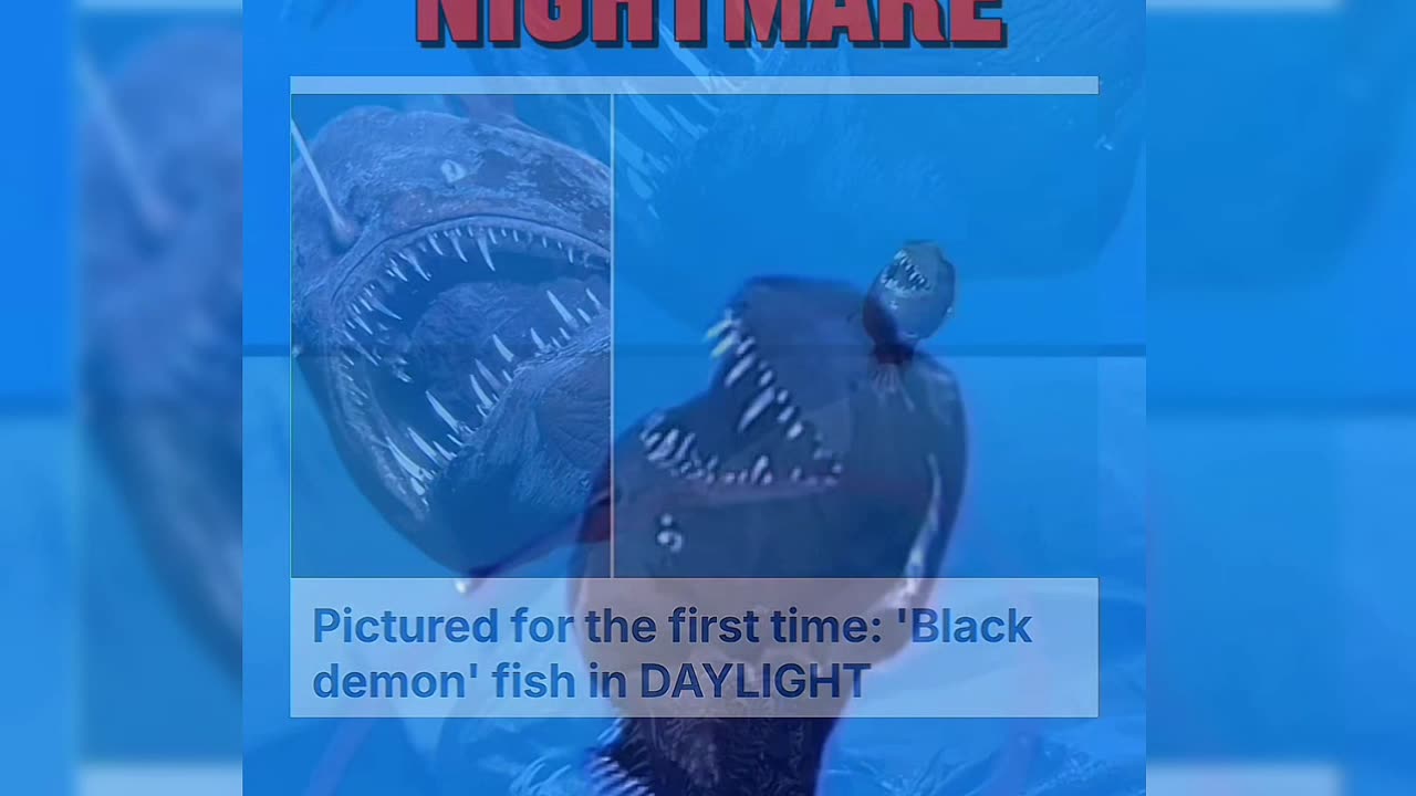First ever daylight sighting of the legendary black demon fish, Monster ...