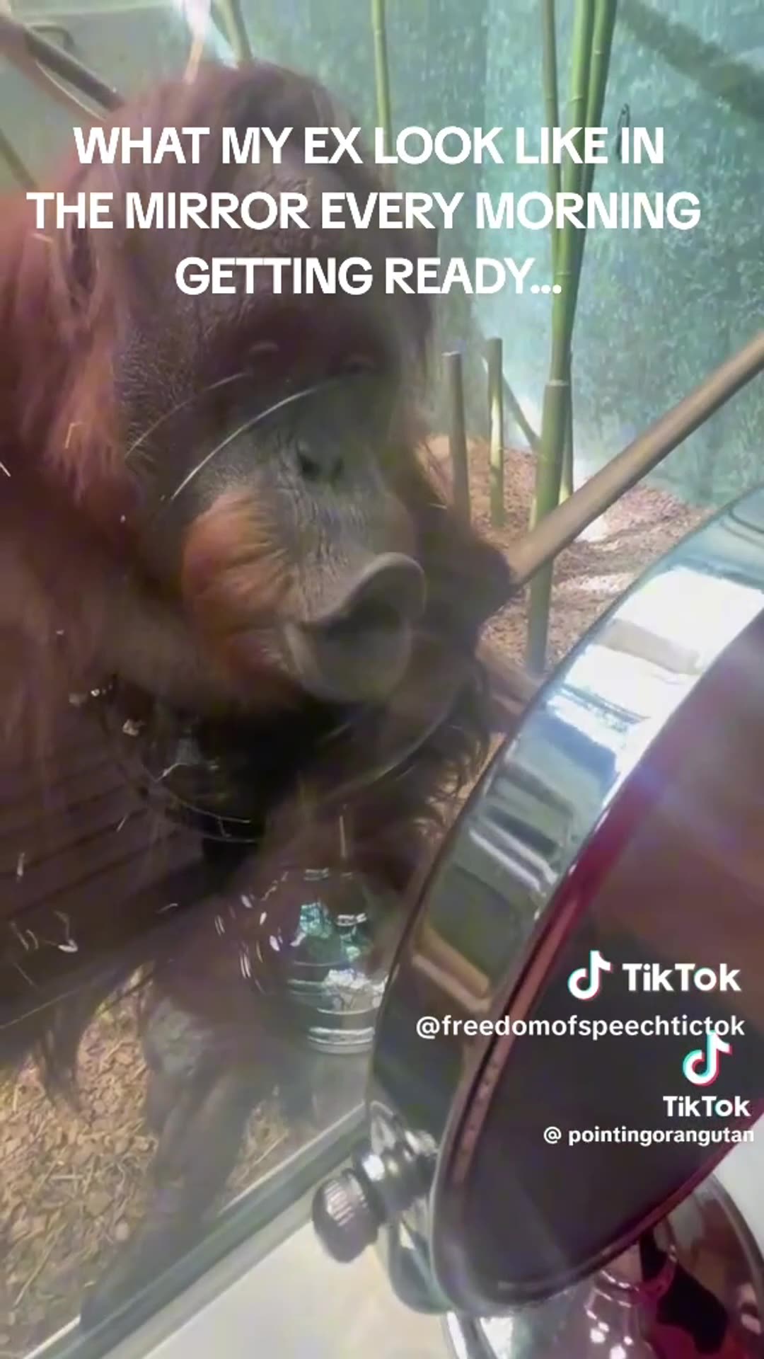 Monkey looking at himself in the mirror