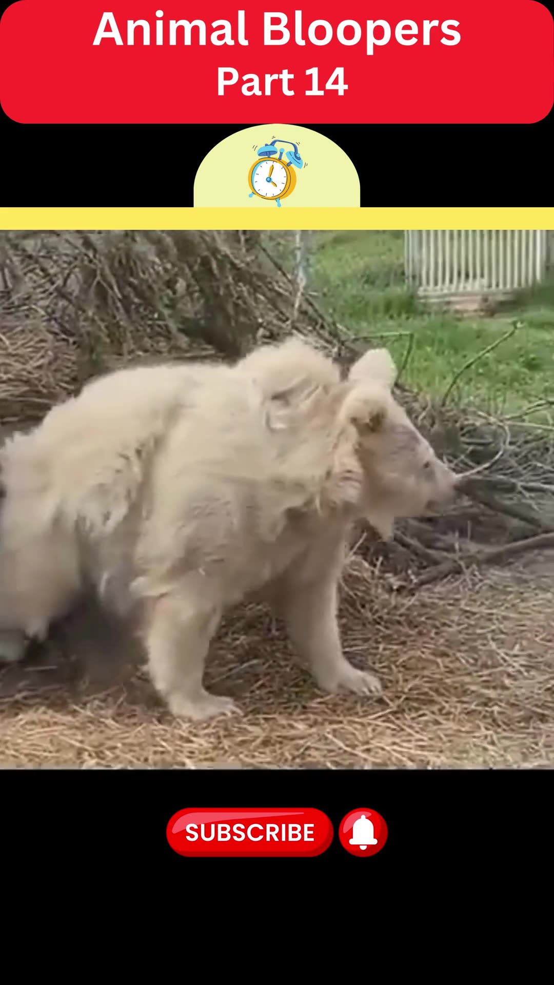 Hilarious Animal Moments – The Funniest Pets and Wildlife