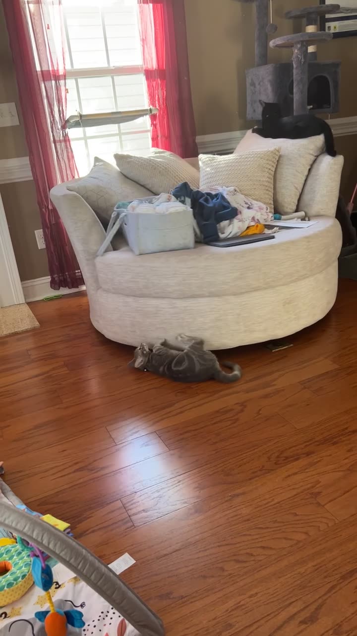 Cat-Powered Spinning Chair