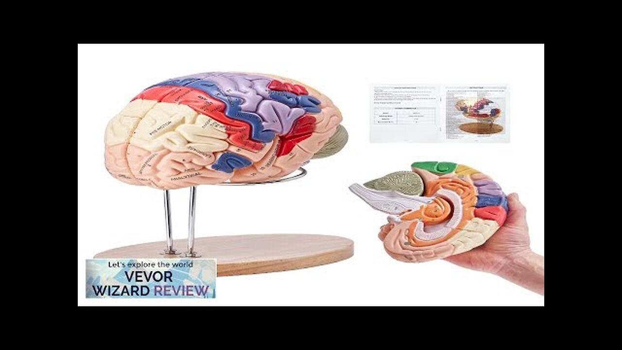 VEVOR Human Brain Model Anatomy 2X Life-Size 4-Part Human Brain ...